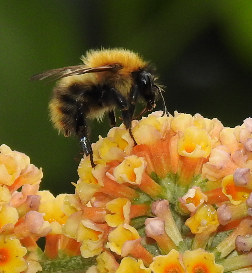 yellow buddleia and carder bee | Shutterbug
